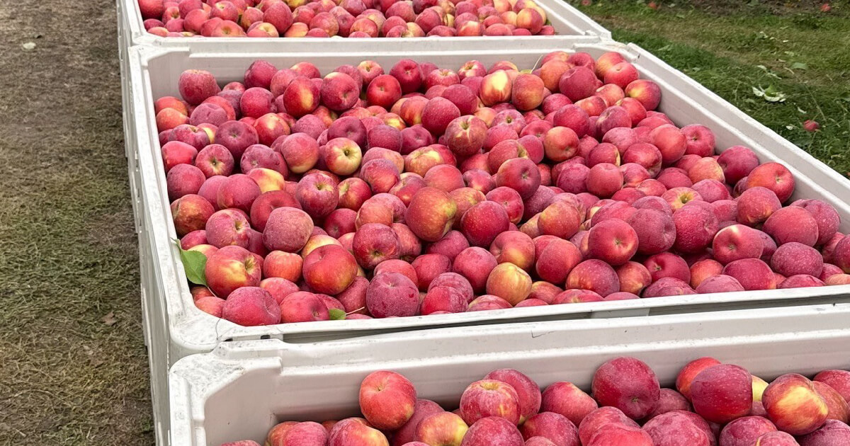 Washington Orchards Lead Climate-Smart Farming